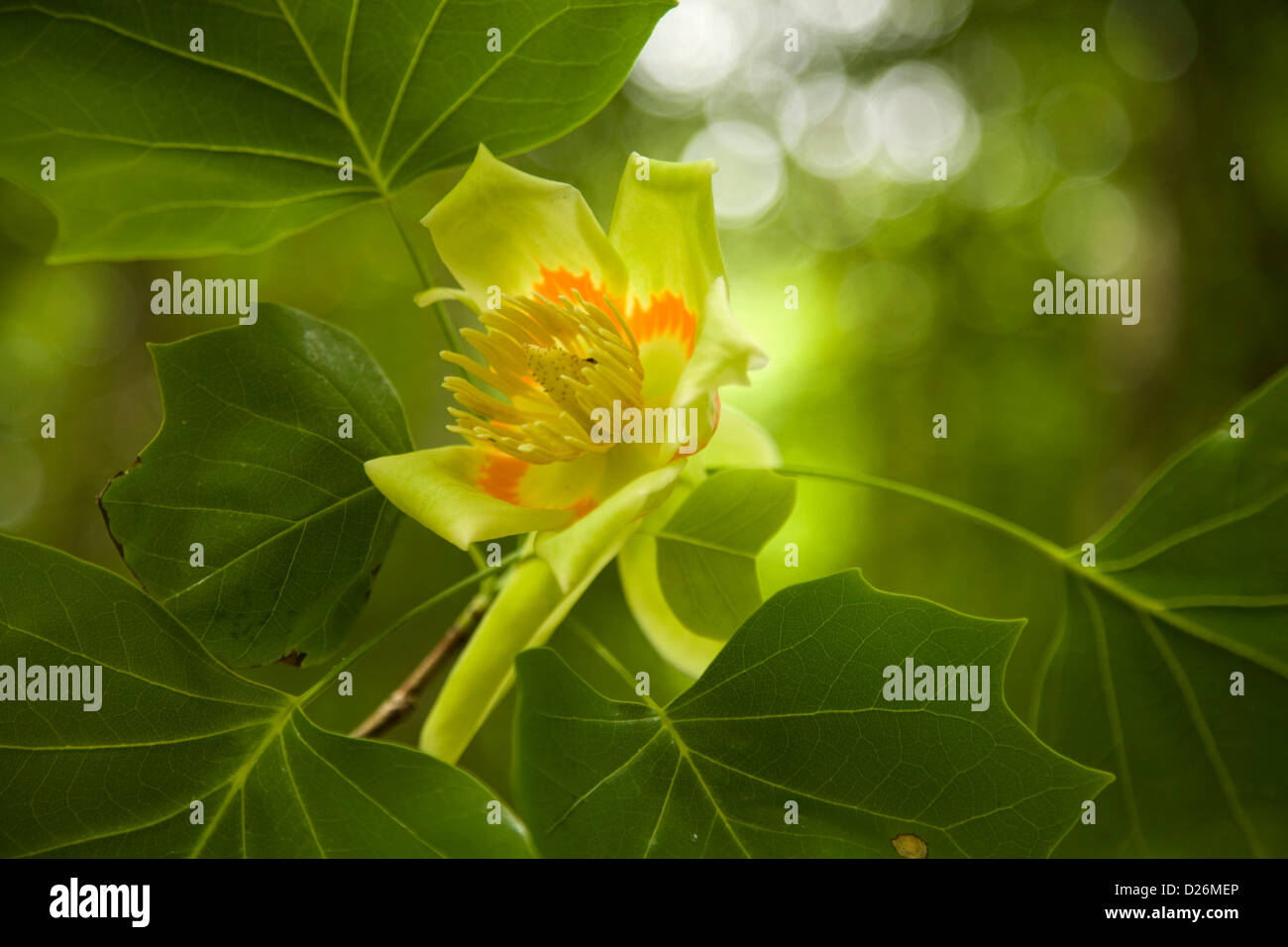 Poplar Bloom, Spring Images Stock Photo - Alamy