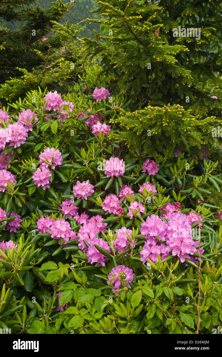 Rhododendron at Round Bald Stock Photo - Alamy