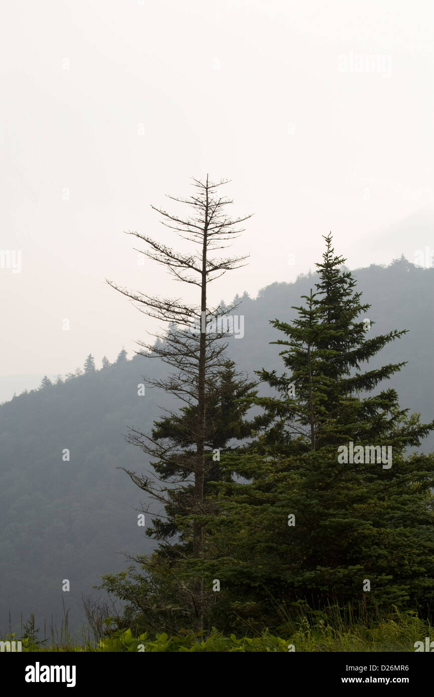 Dead tree blue ridge parkway hi-res stock photography and images - Alamy