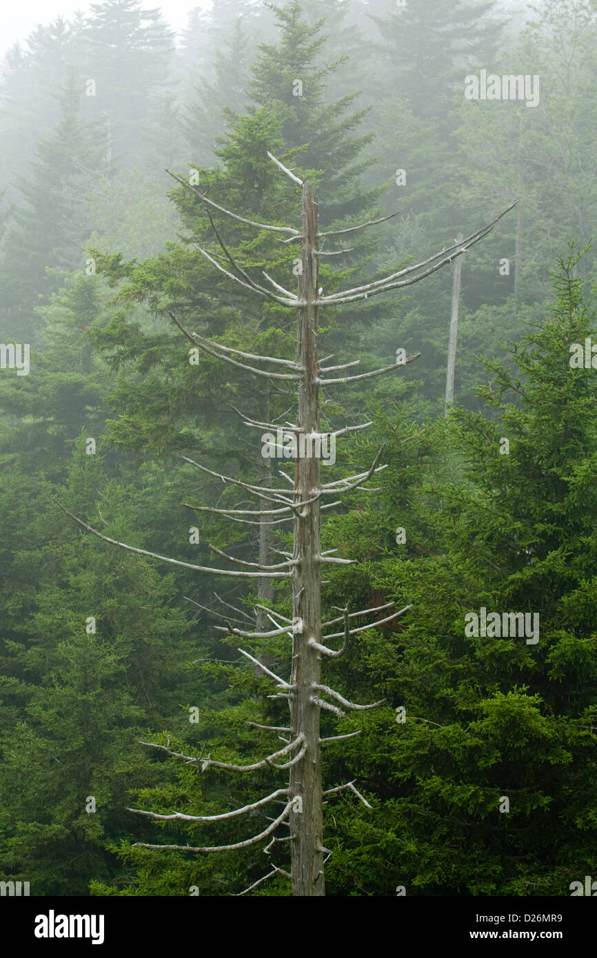 Dying forests hi-res stock photography and images - Alamy