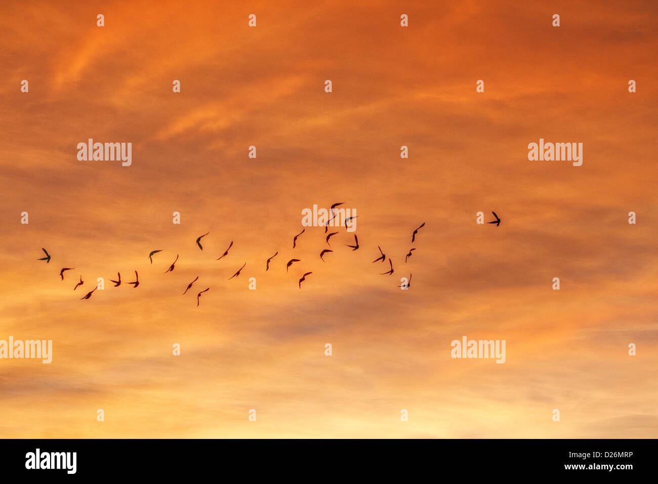 Birds In Flight Stock Photo - Alamy