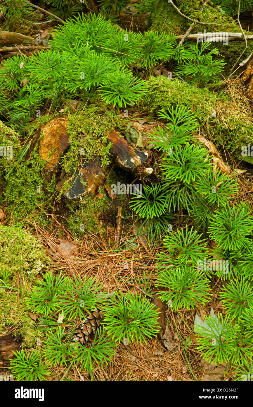 Southern ground cedar hi-res stock photography and images - Alamy