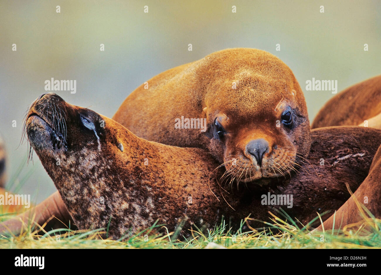 Patagonian sea lion hi-res stock photography and images - Alamy