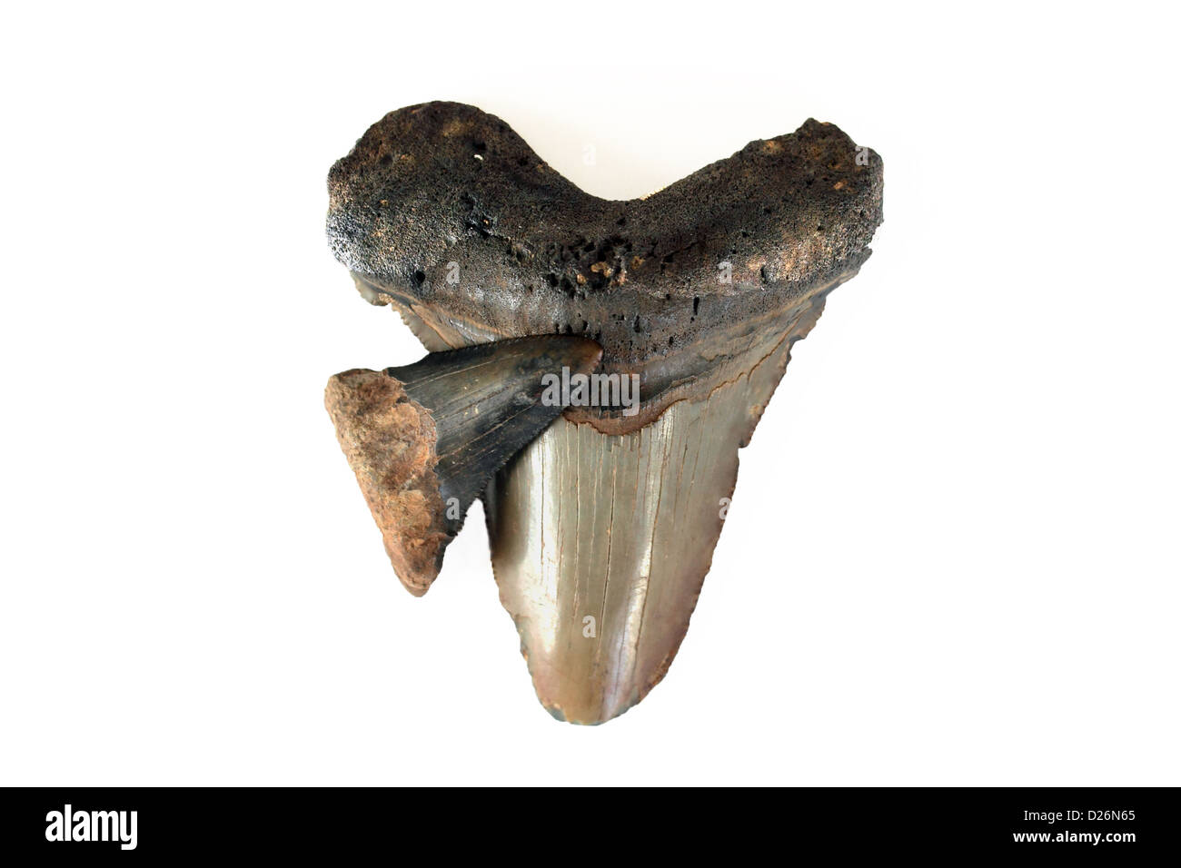 Megalodon tooth serrated hi-res stock photography and images - Alamy