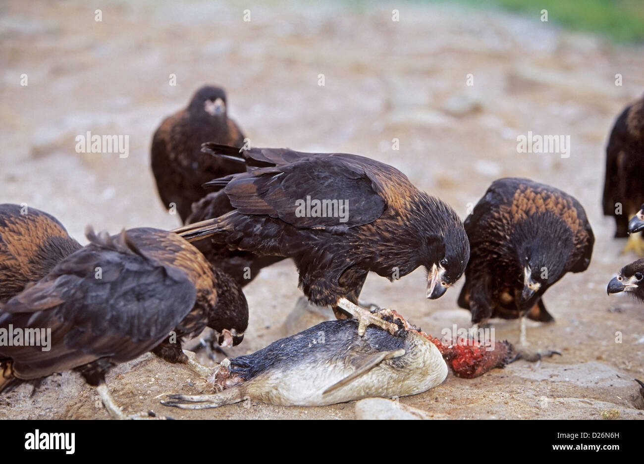 Striated Caracara or Johnny Rook on the Falkland Islands. Marauding ...