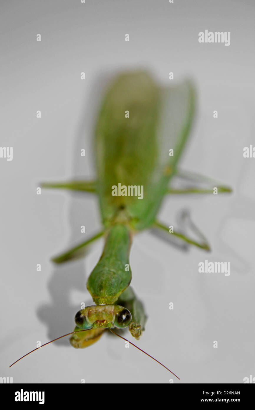 Orthodera Ministralis, Garden Mantis, Australian Green Mantis Stock ...