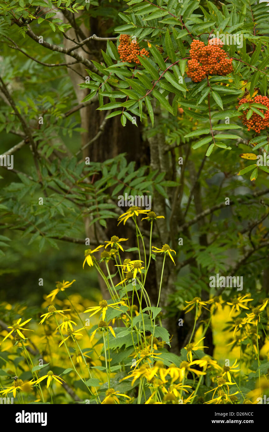 American mountain ash hi-res stock photography and images - Alamy