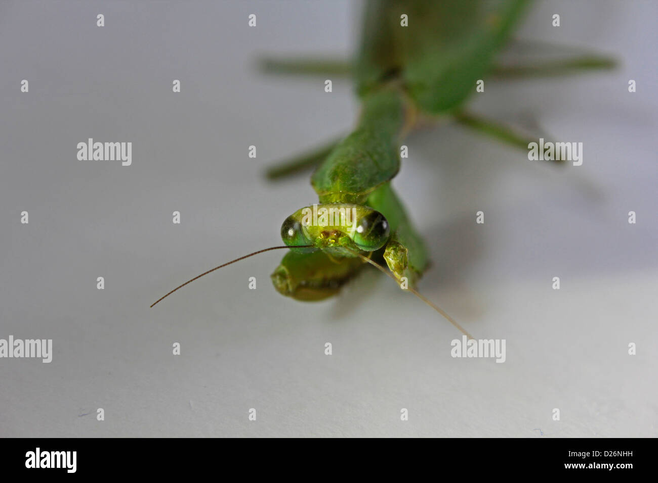 Orthodera Ministralis, Garden Mantis, Australian Green Mantis Stock ...