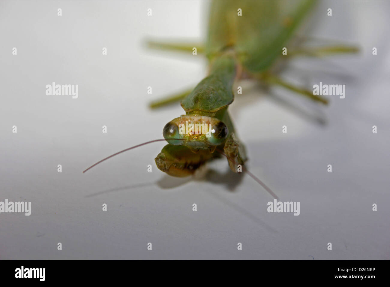 Orthodera Ministralis, Garden Mantis, Australian Green Mantis Stock ...