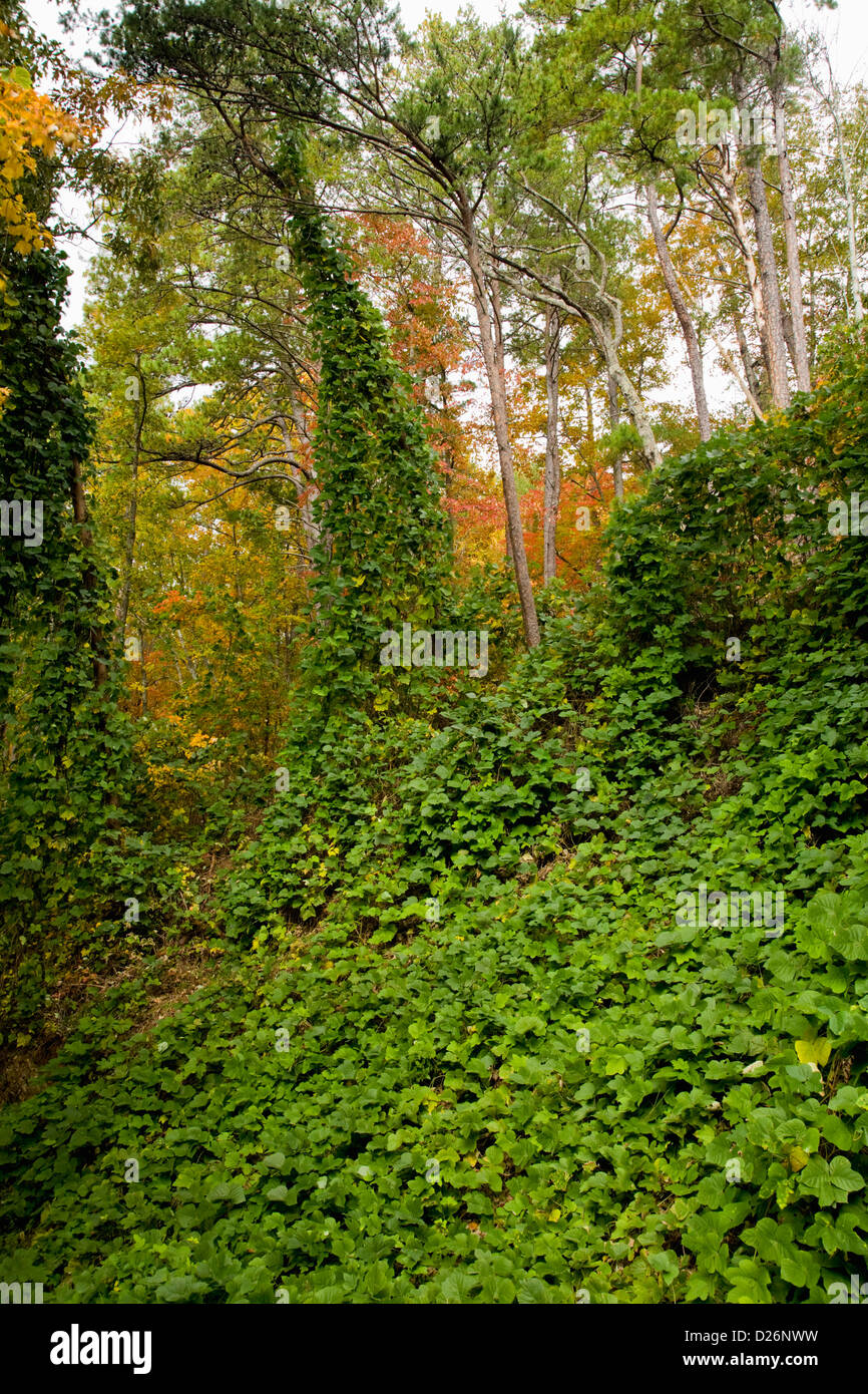 Kudzu landscape hi-res stock photography and images - Alamy