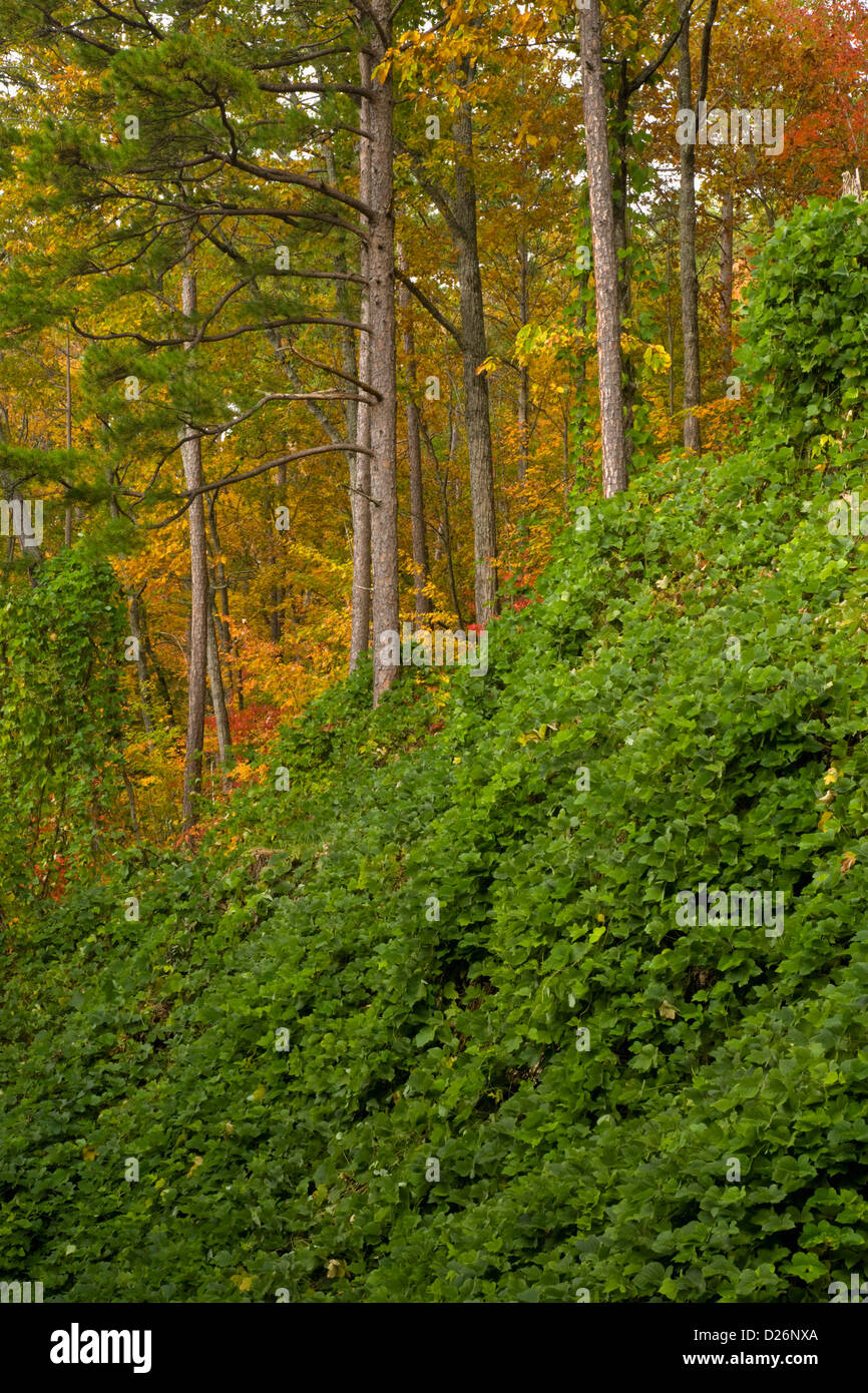 Kudzu landscape hi-res stock photography and images - Alamy