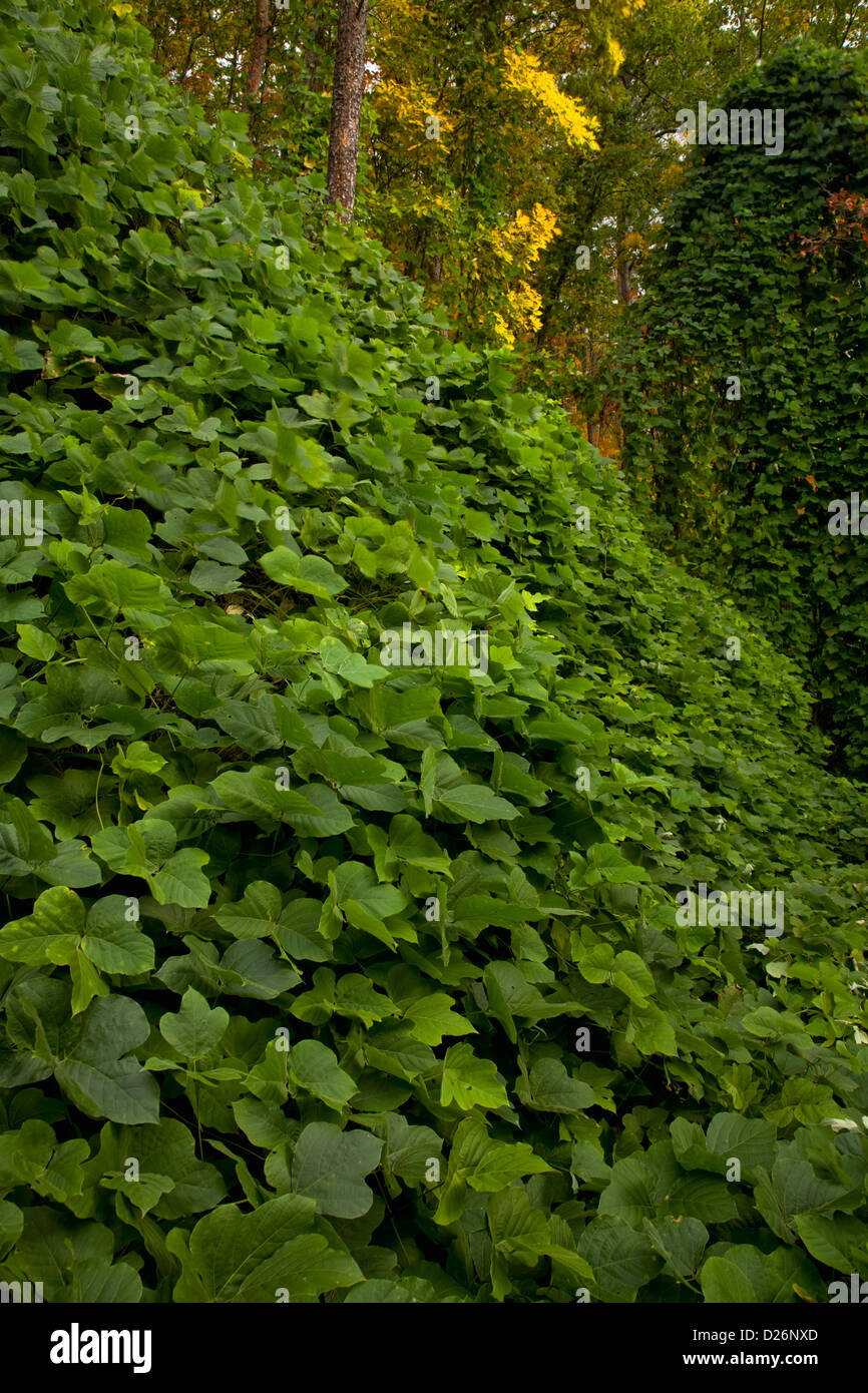 Kudzu landscape hi-res stock photography and images - Alamy