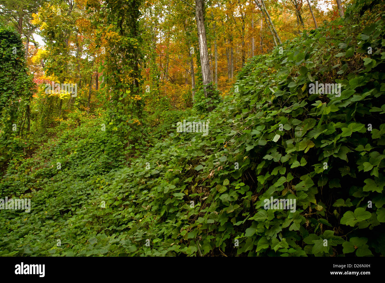 Kudzu landscape hi-res stock photography and images - Alamy