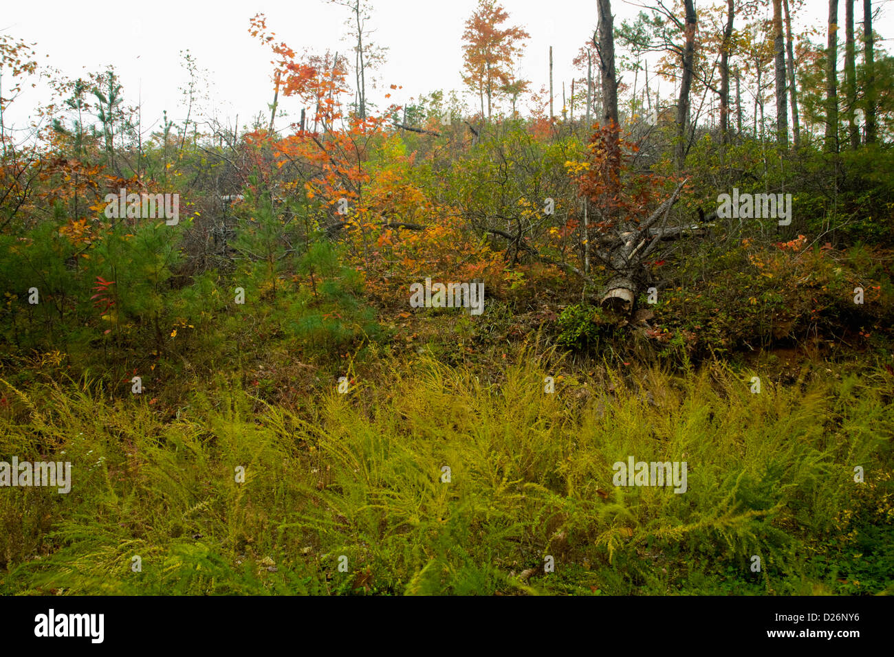 Logging, Autumn, Cherokee NF Stock Photo - Alamy