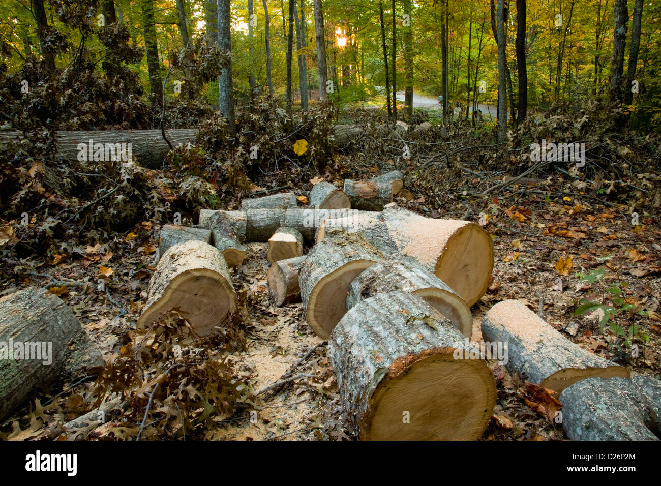 Tree on the ground hi-res stock photography and images - Alamy