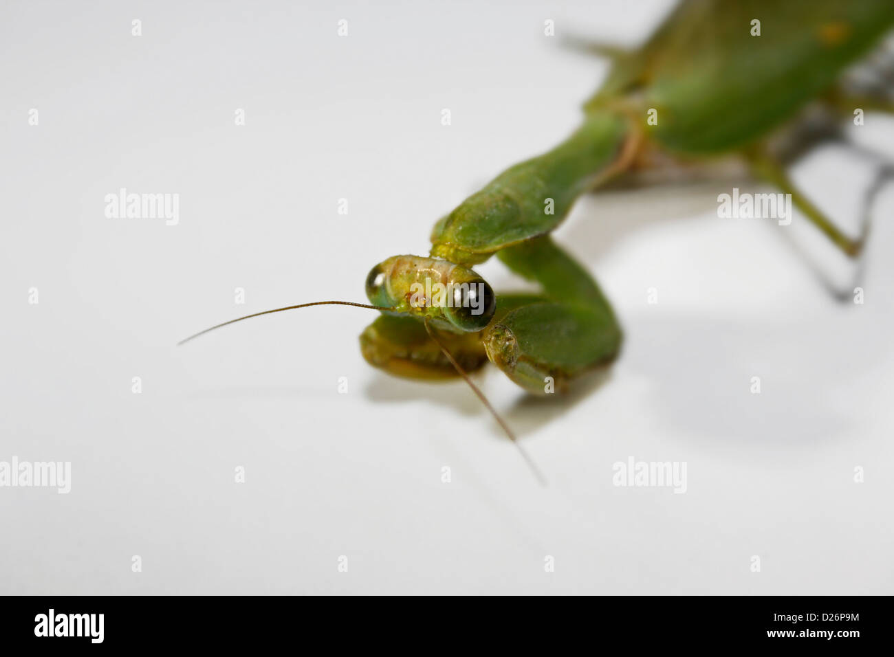 Orthodera Ministralis, Garden Mantis, Australian Green Mantis Stock ...
