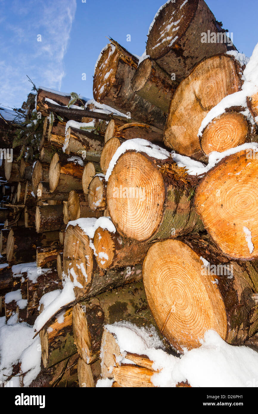 A large pile of freshly cut logs covered in white snow against a blue ...