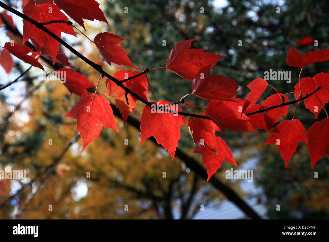 Fall colors plant hi-res stock photography and images - Alamy
