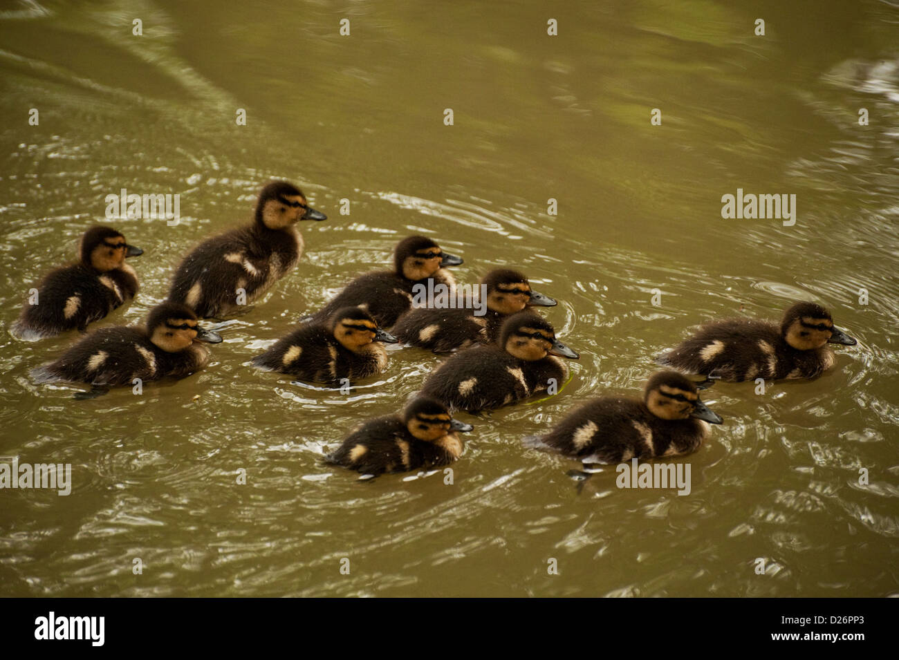 10 ducklings hi-res stock photography and images - Alamy