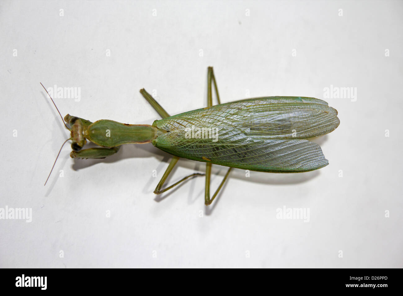 Orthodera Ministralis, Garden Mantis, Australian Green Mantis Stock ...
