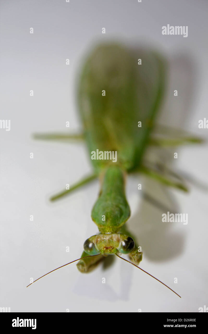 Orthodera Ministralis, Garden Mantis, Australian Green Mantis Stock ...