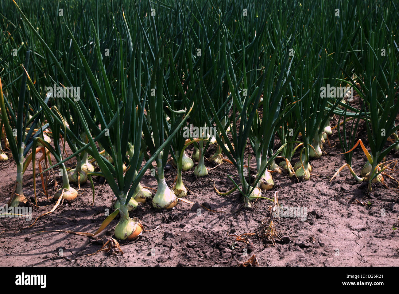 Sweet walla onions hi-res stock photography and images - Alamy