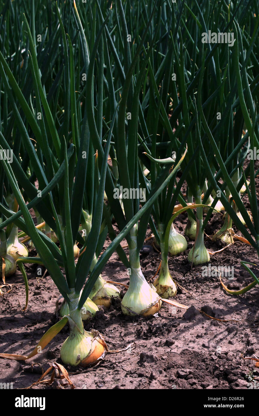 Walla walla sweet onions hi-res stock photography and images - Alamy