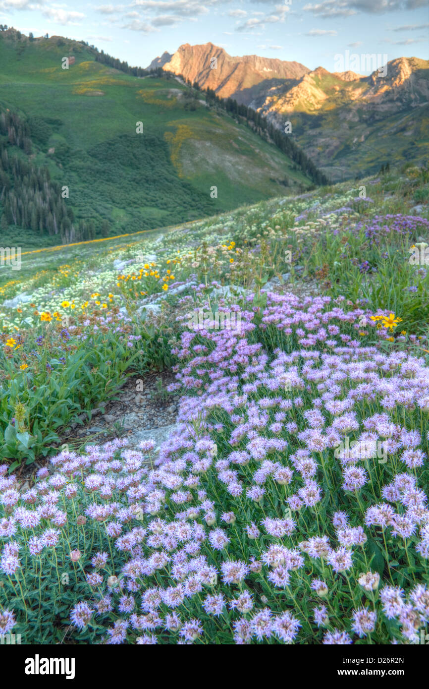 Wasatch Mountains Utah Stock Photo - Alamy