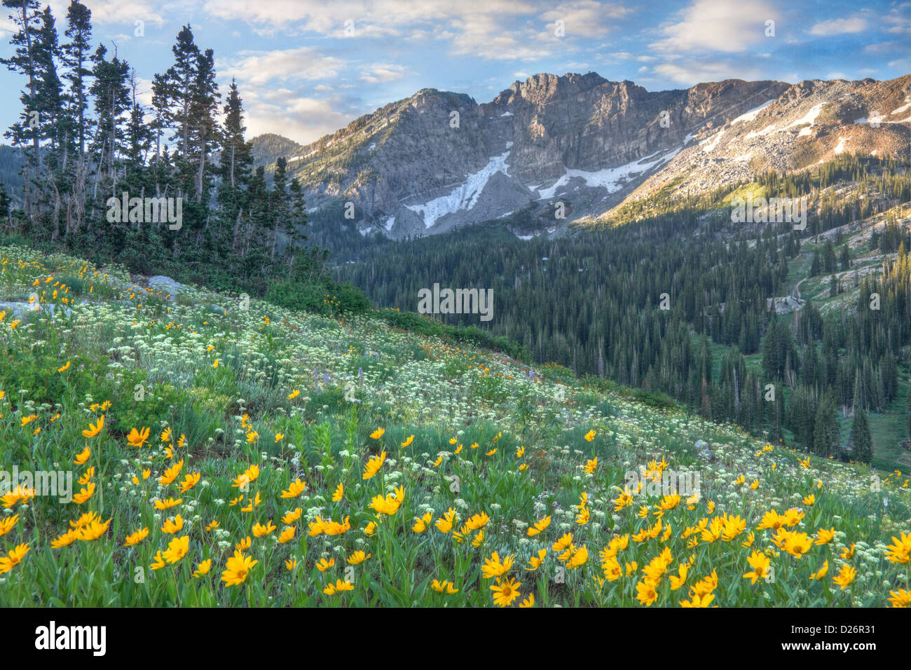 Wasatch hi-res stock photography and images - Alamy
