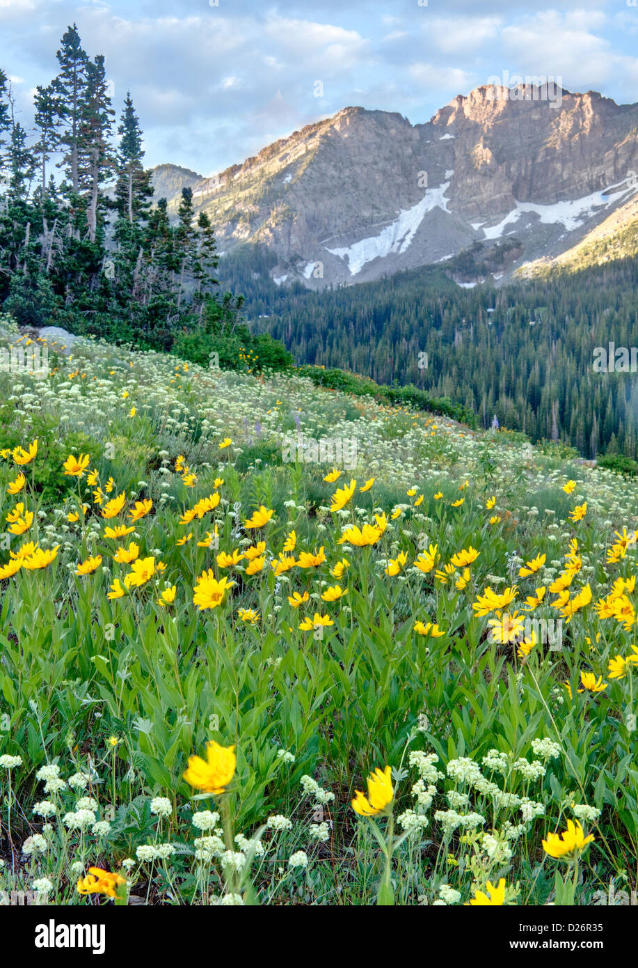 Wasatch Mountains Utah Stock Photo - Alamy