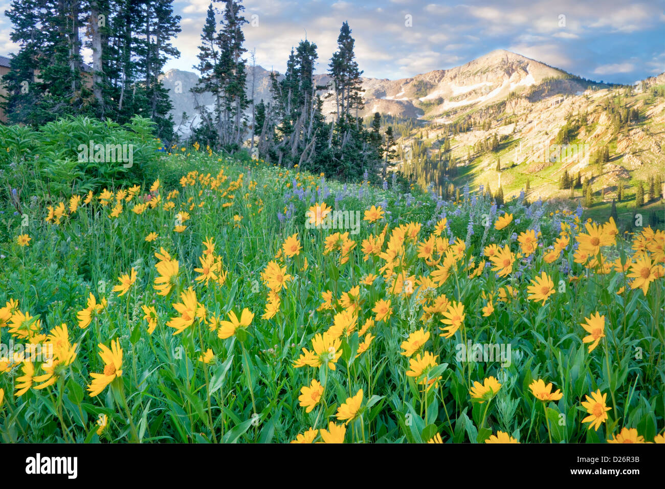 Wasatch Mountains Utah Stock Photo - Alamy