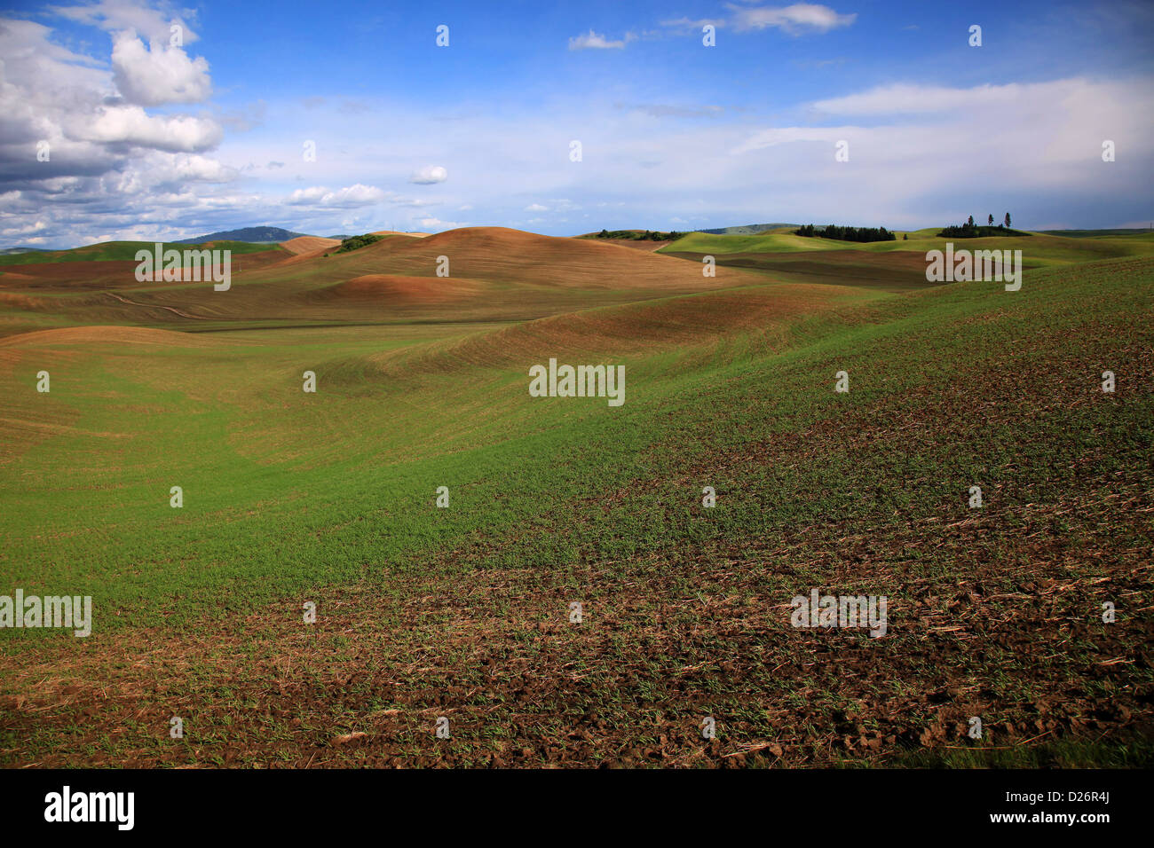 Spring in Palouse hills Washington Stock Photo - Alamy
