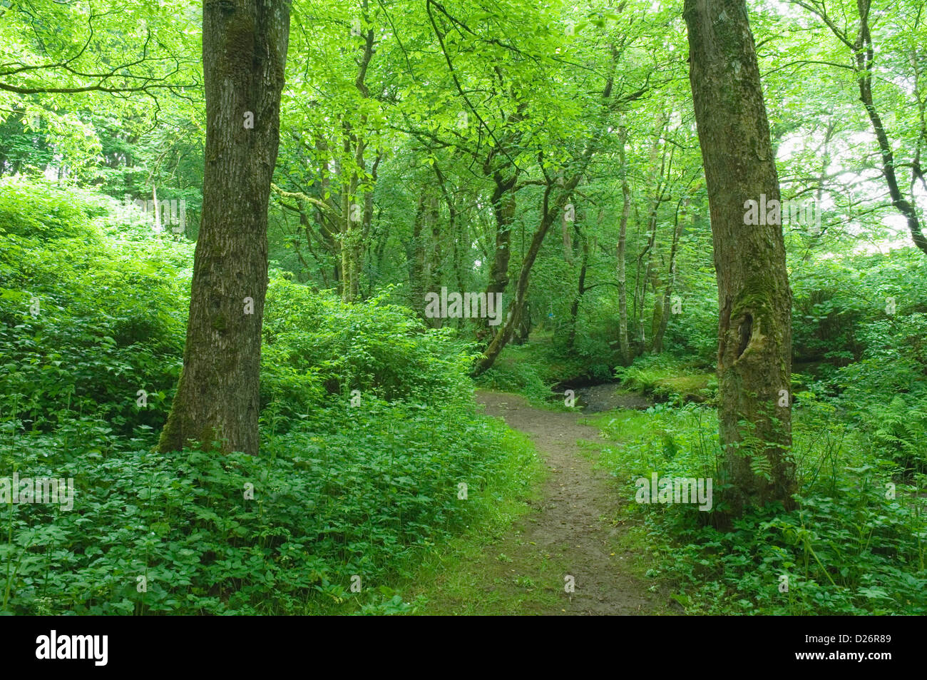 Binsgarth Woods, near Finstown, Orkney Islands, Scotland Stock Photo ...