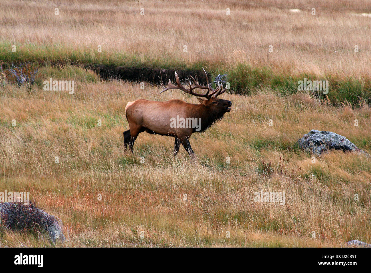 Bull elk bugling Stock Photo - Alamy
