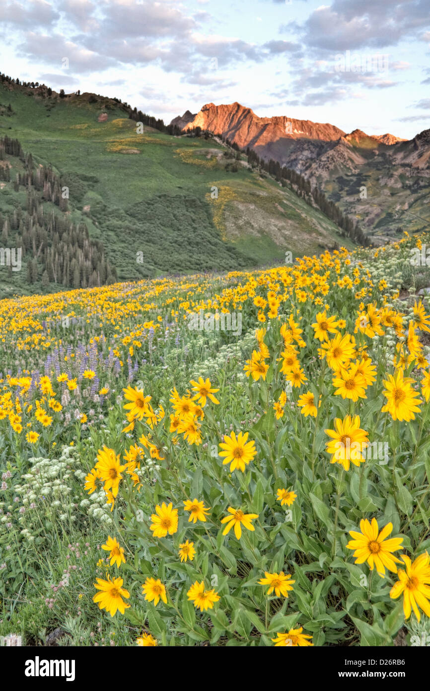 Wasatch Mountains Utah Stock Photo - Alamy