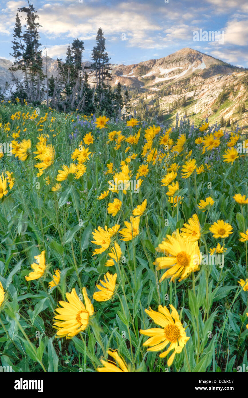Wasatch mountains basin hi-res stock photography and images - Alamy