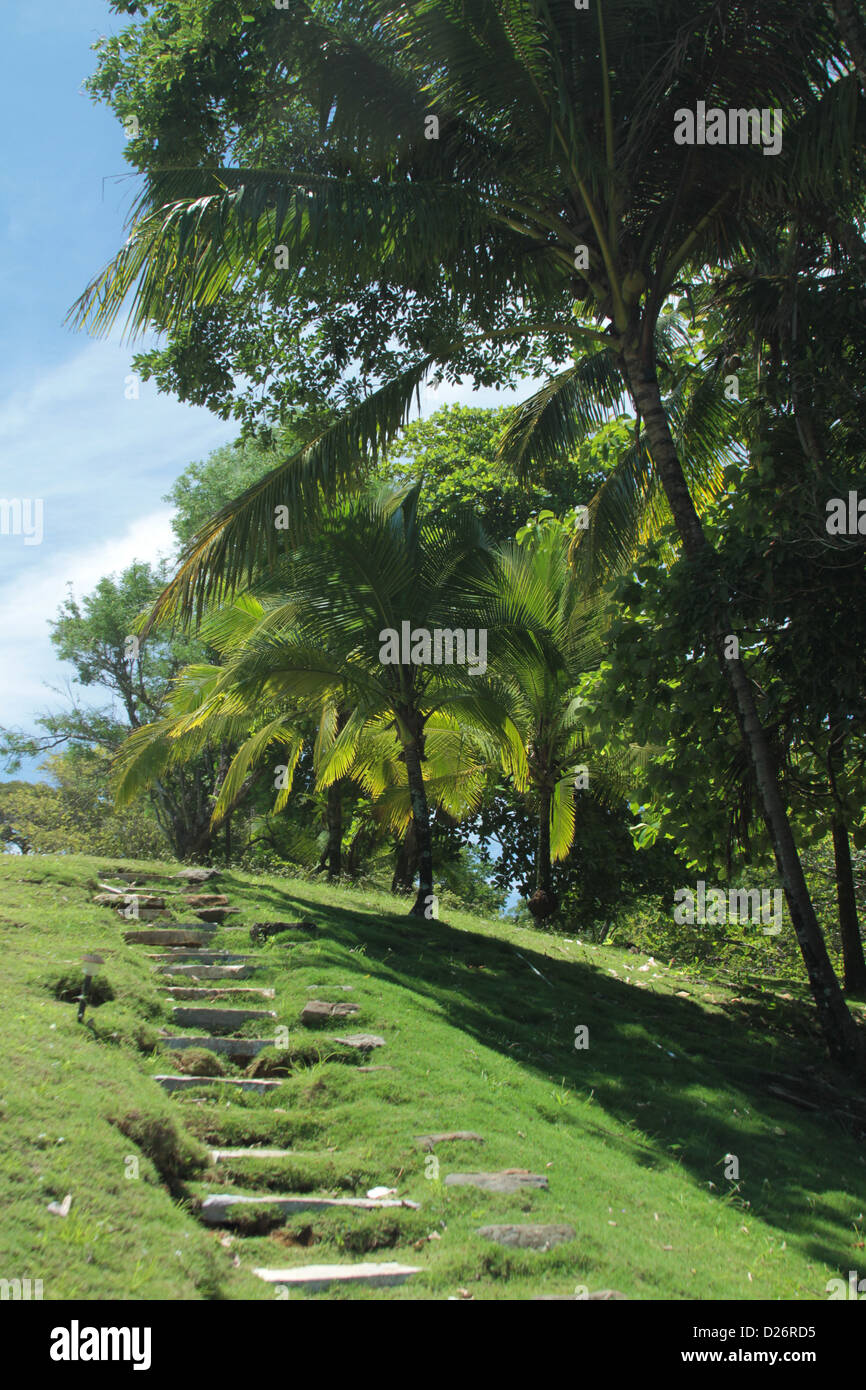 Hike palm trees tropical hi-res stock photography and images - Alamy