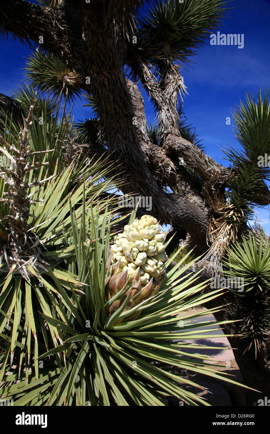 Joshua tree flowers Stock Photo - Alamy