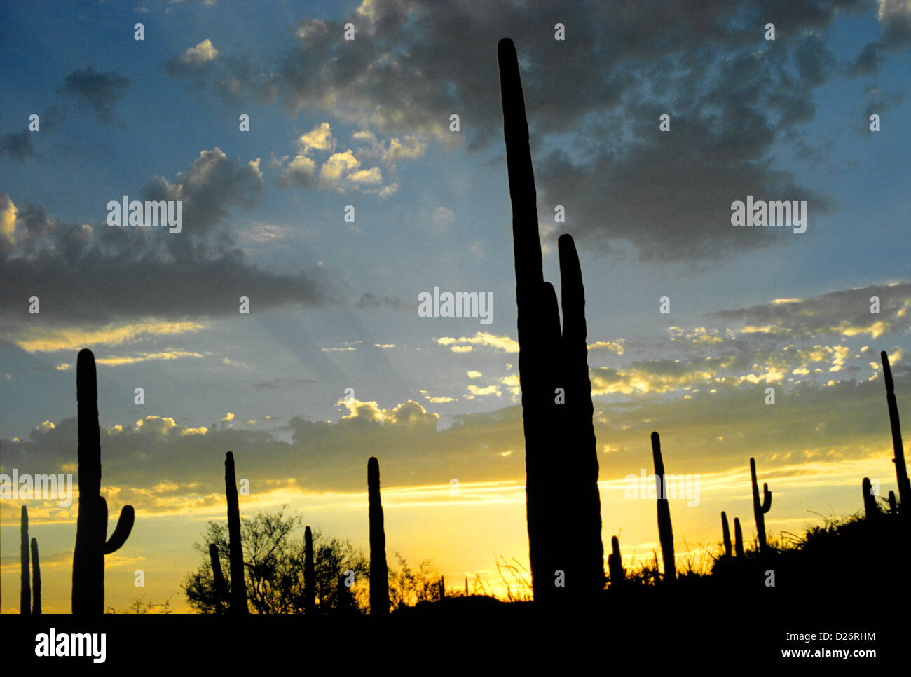 Sunset at Saguaro National Monument, Tucson, Arizona, USA Stock Photo ...
