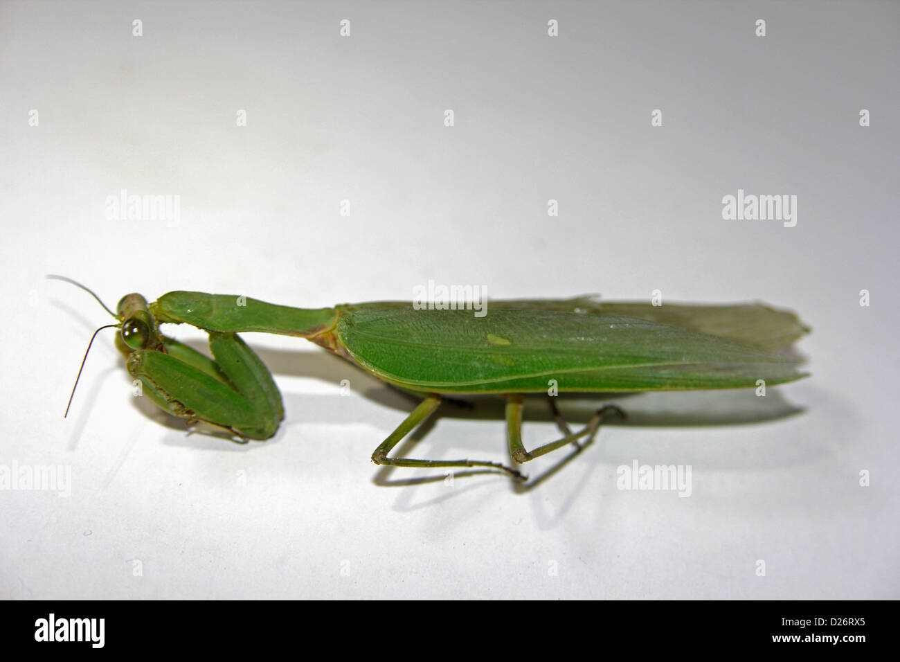 Orthodera Ministralis, Garden Mantis, Australian Green Mantis Stock ...