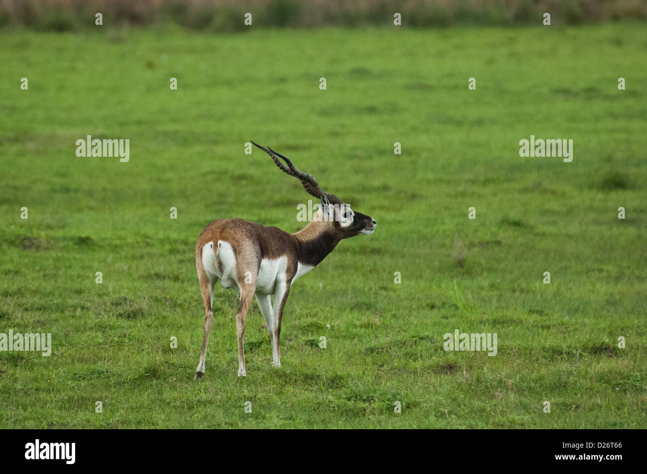 Blackbuck antelope (Antilope cervicapra) near Seadrift, Texas Stock ...