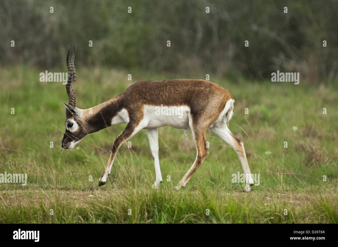 Blackbuck antelope (Antilope cervicapra) near Seadrift, Texas Stock ...
