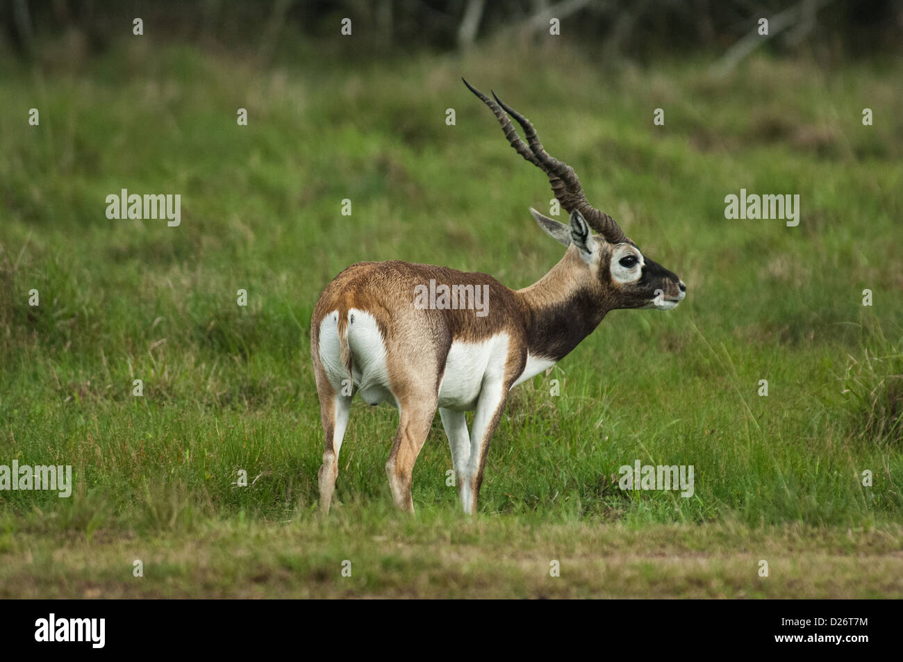 Blackbuck antelope (Antilope cervicapra) near Seadrift, Texas Stock ...