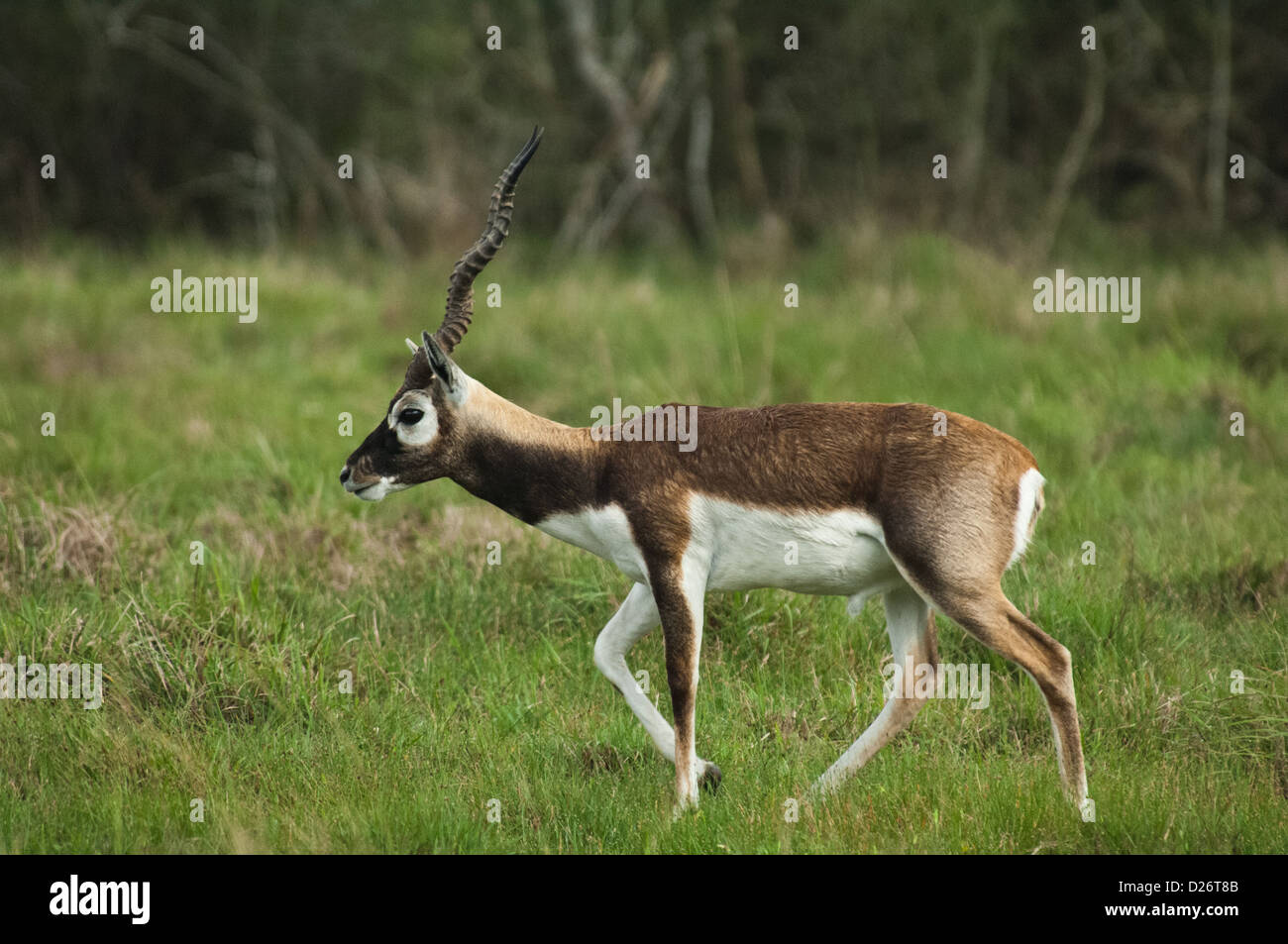 Blackbuck antelope (Antilope cervicapra) near Seadrift, Texas Stock ...