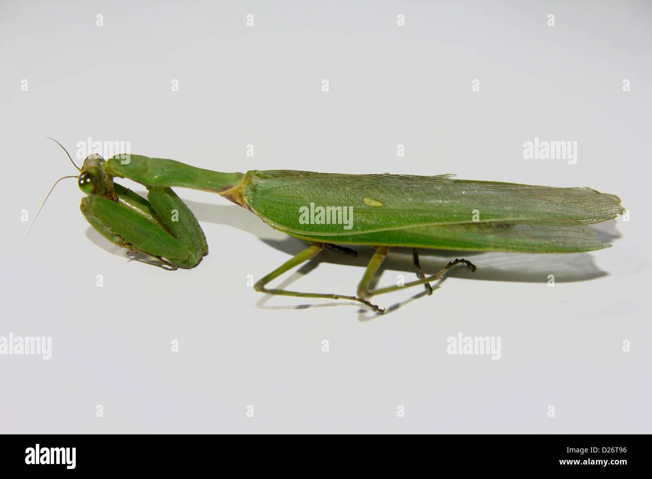 Orthodera Ministralis, Garden Mantis, Australian Green Mantis Stock ...