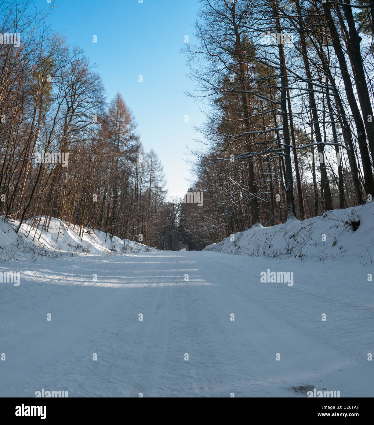 Beech fores hi-res stock photography and images - Alamy