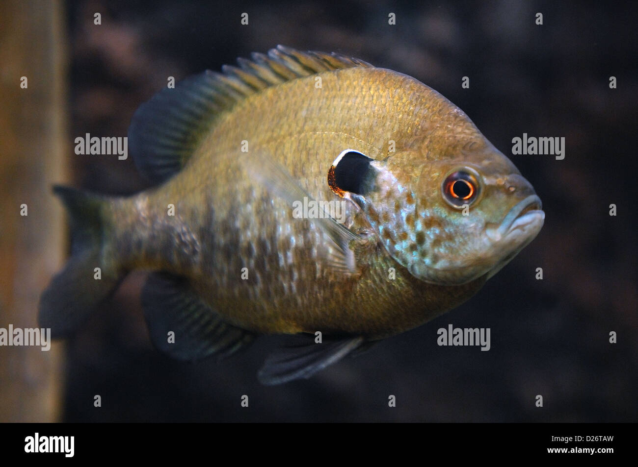 Redear sunfish hi-res stock photography and images - Alamy