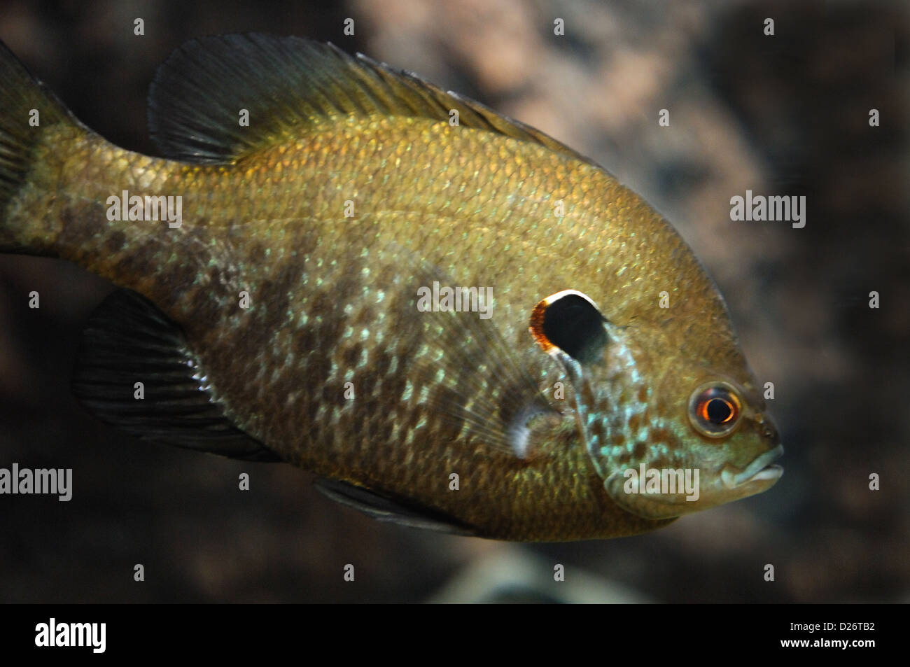 A redear sunfish (Lepomis microlophus) underwater, Austin Texas Stock ...