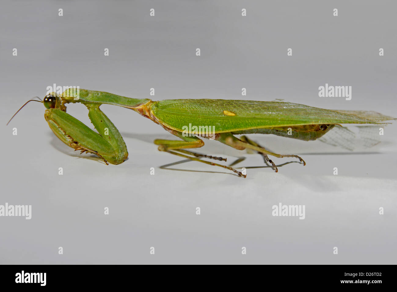 Orthodera Ministralis, Garden Mantis, Australian Green Mantis Stock ...