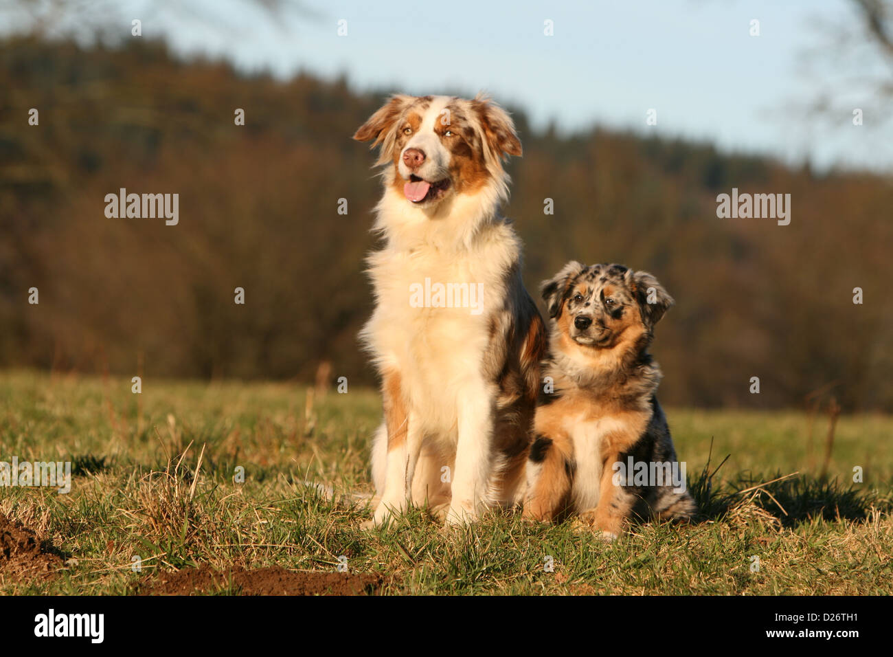 Dog Australian shepherd / Aussie adult and puppy sitting Stock Photo ...